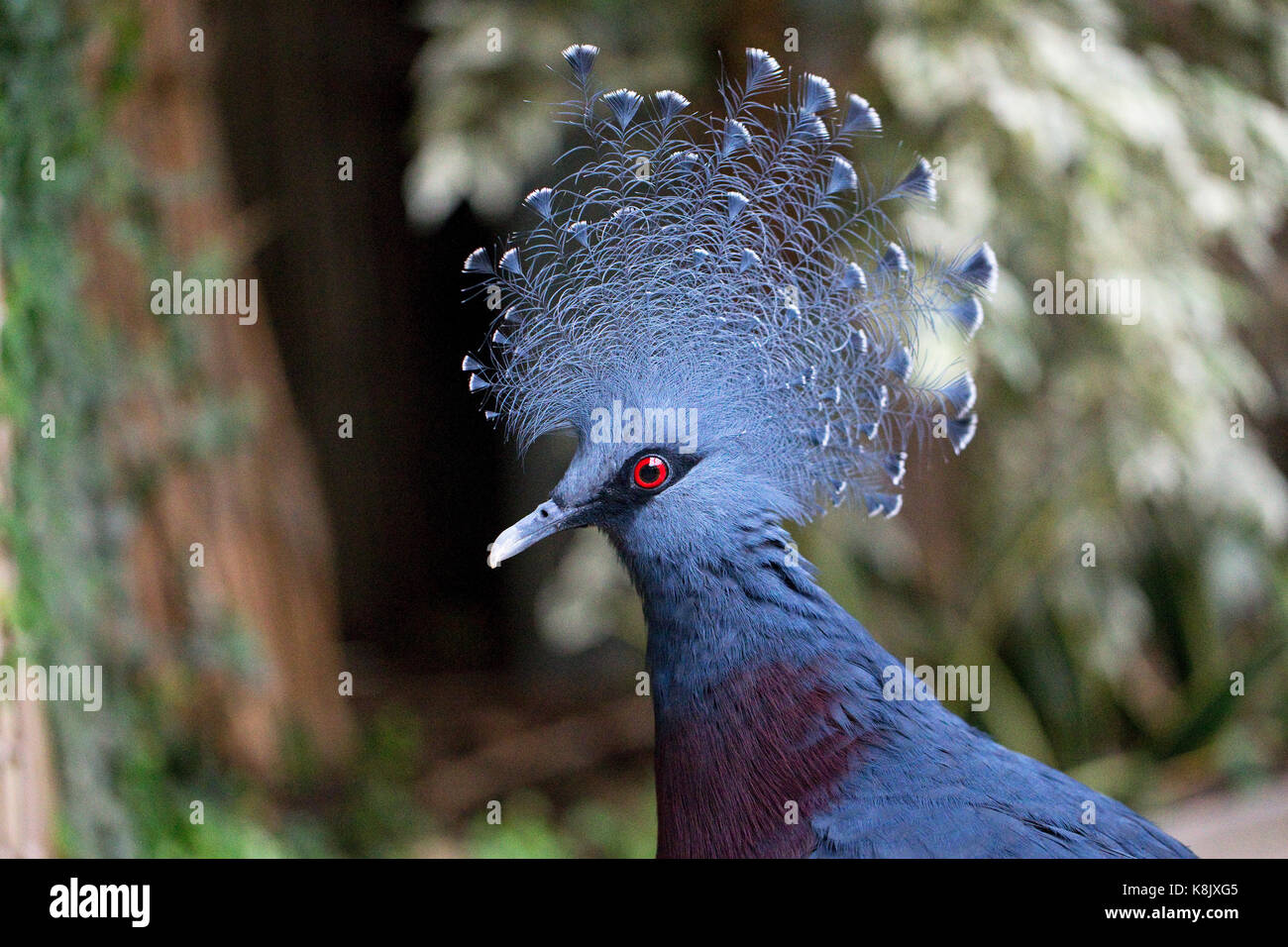 Victoria Crowned Pigeon (Goura victoria Stock Photo - Alamy