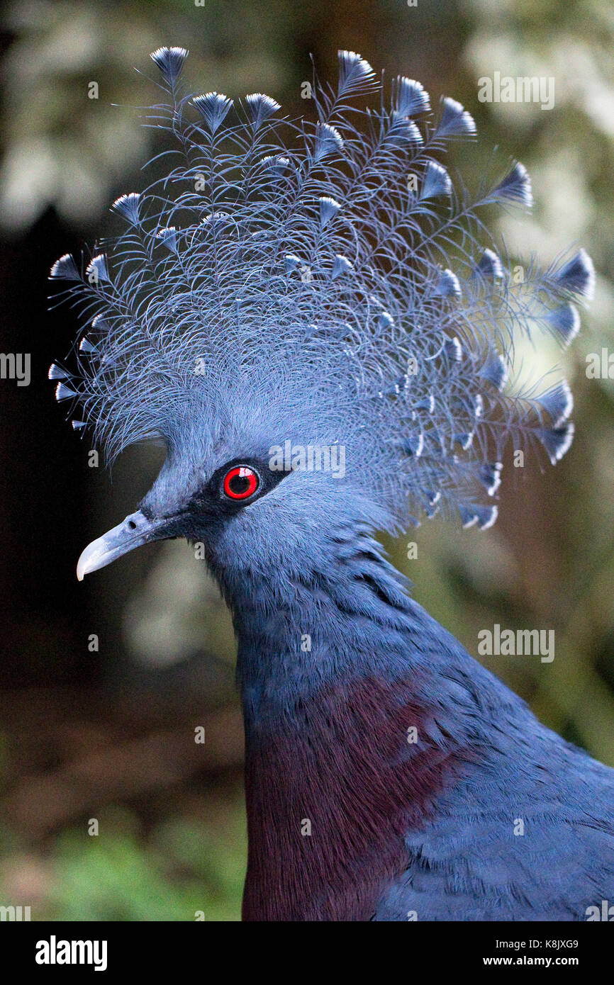 Victoria Crowned Pigeon (Goura victoria Stock Photo - Alamy