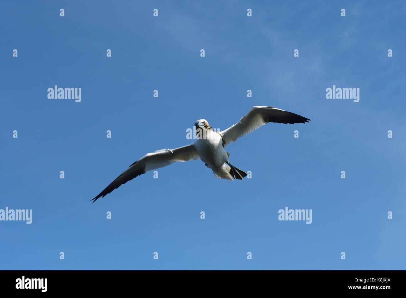 Northern gannet art hi-res stock photography and images - Alamy