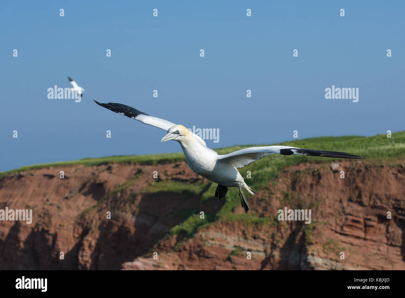 Northern Gannet in flight with deep blue sky and red sandstone rocks in ...
