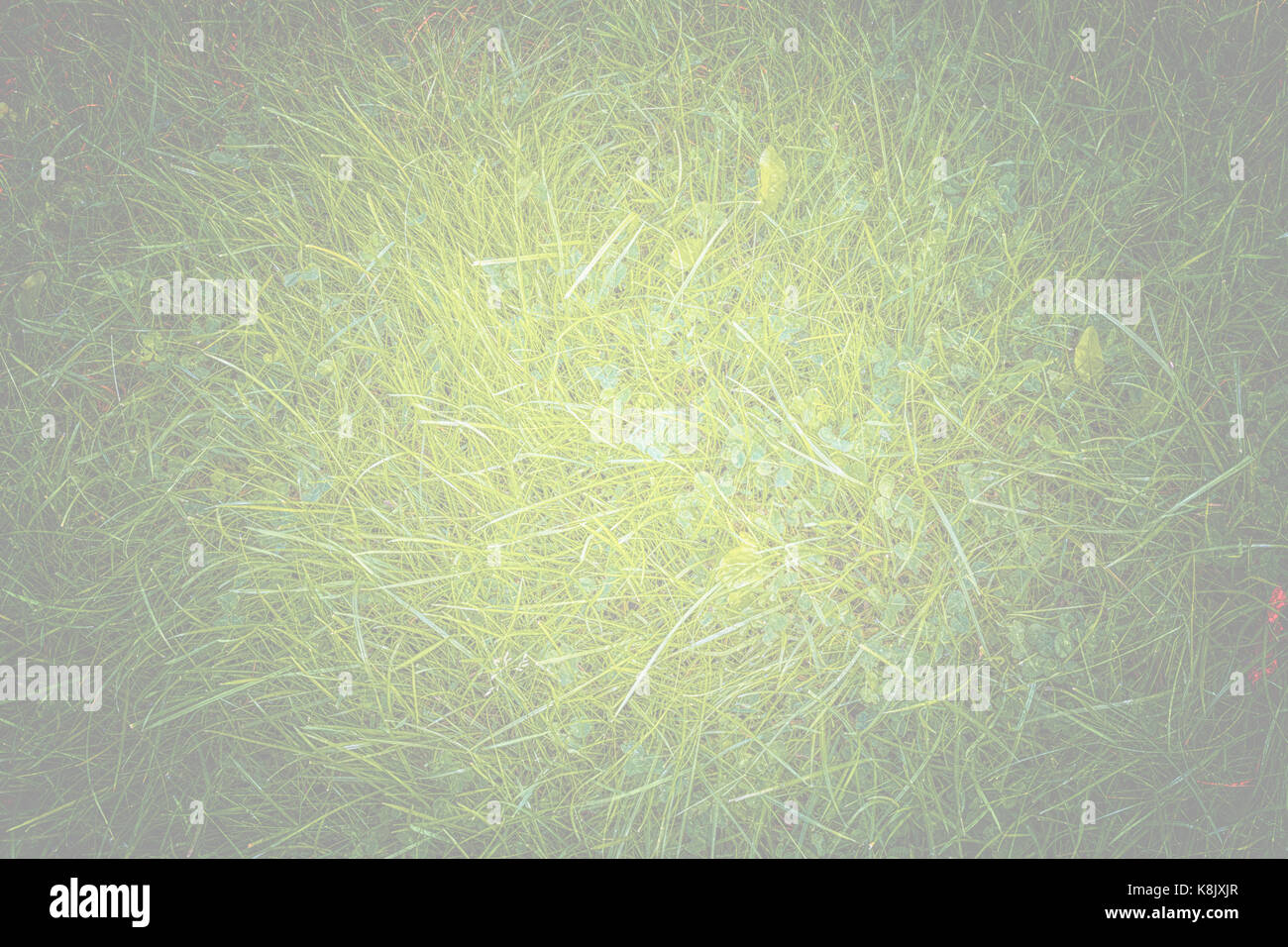 Green grass texture with natural patterns view from above can be used ...