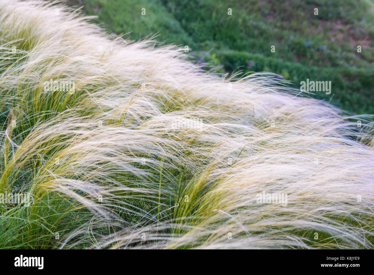 Beautiful mexican feather grass hi-res stock photography and images - Alamy