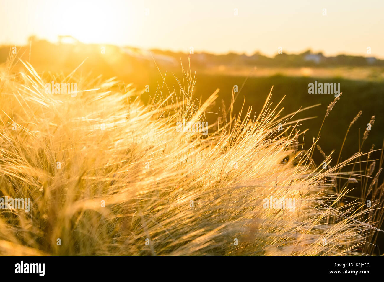 Feather grass on field at sunset Stock Photo - Alamy