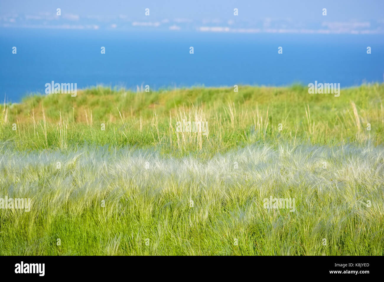 Field with feather grass Stipa beautiful landscape Stock Photo - Alamy
