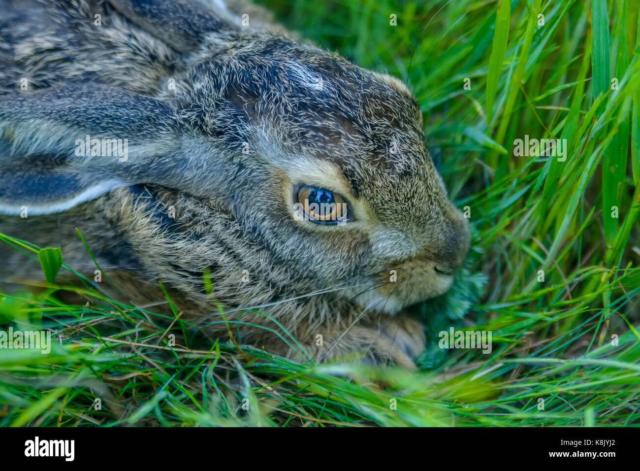 Close up frightened grey rabbit sits in grass Stock Photo - Alamy
