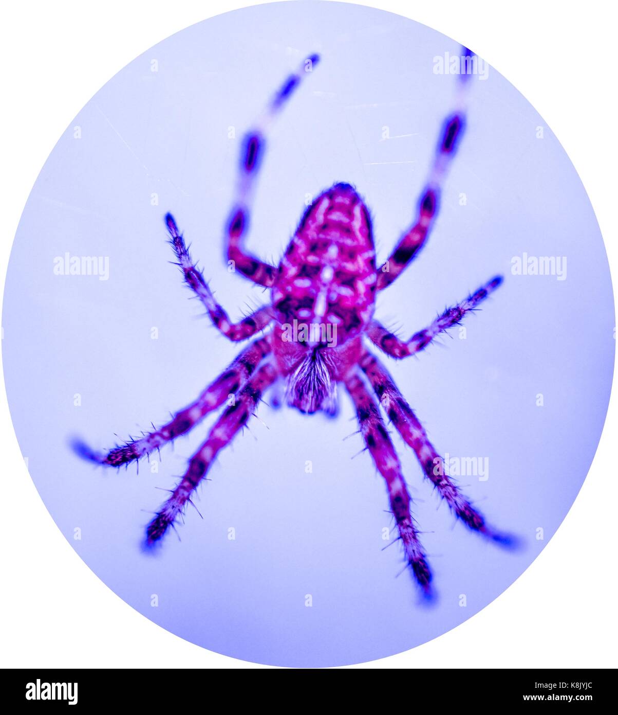 Spider in circle Stock Photo - Alamy