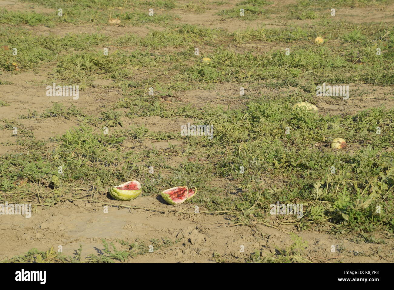 An abandoned field of watermelons and melons. Rotten watermelons ...
