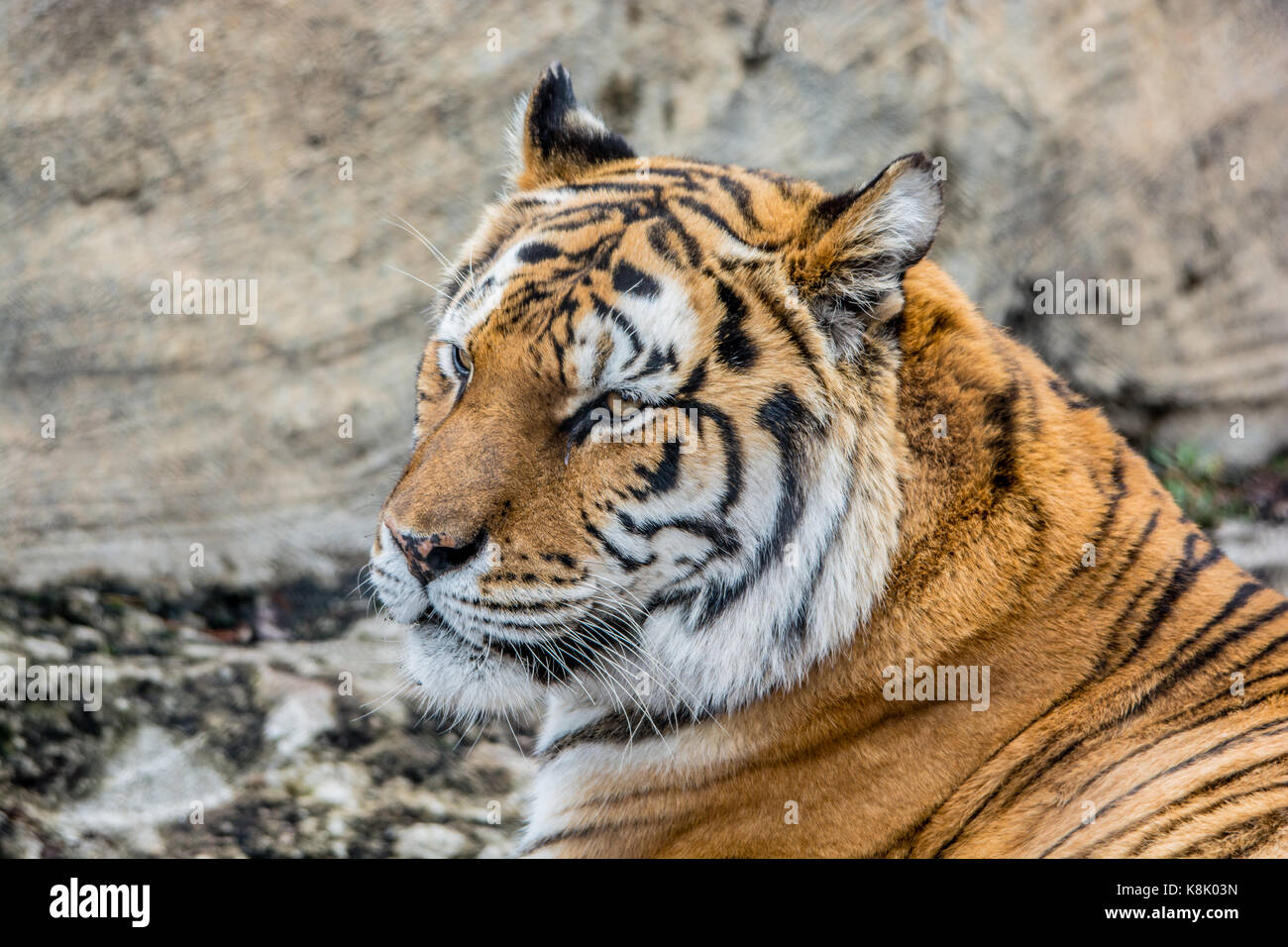 Sumatran tiger sitting hi-res stock photography and images - Alamy