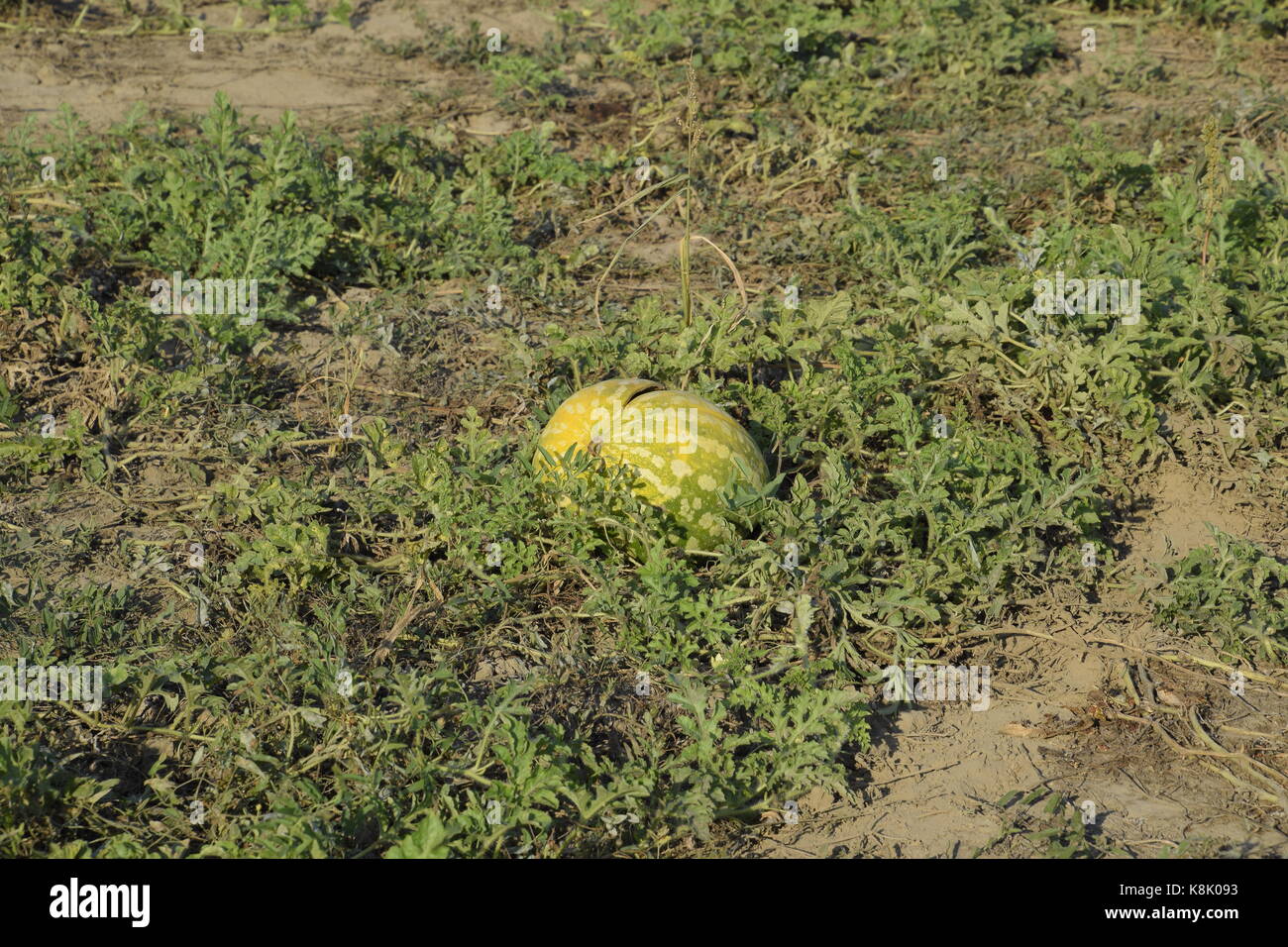 An abandoned field of watermelons and melons. Rotten watermelons ...