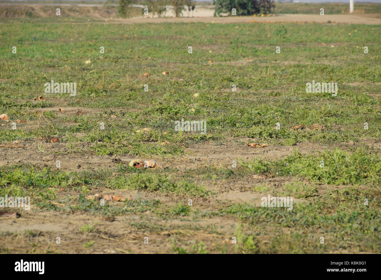 An abandoned field of watermelons and melons. Rotten watermelons ...