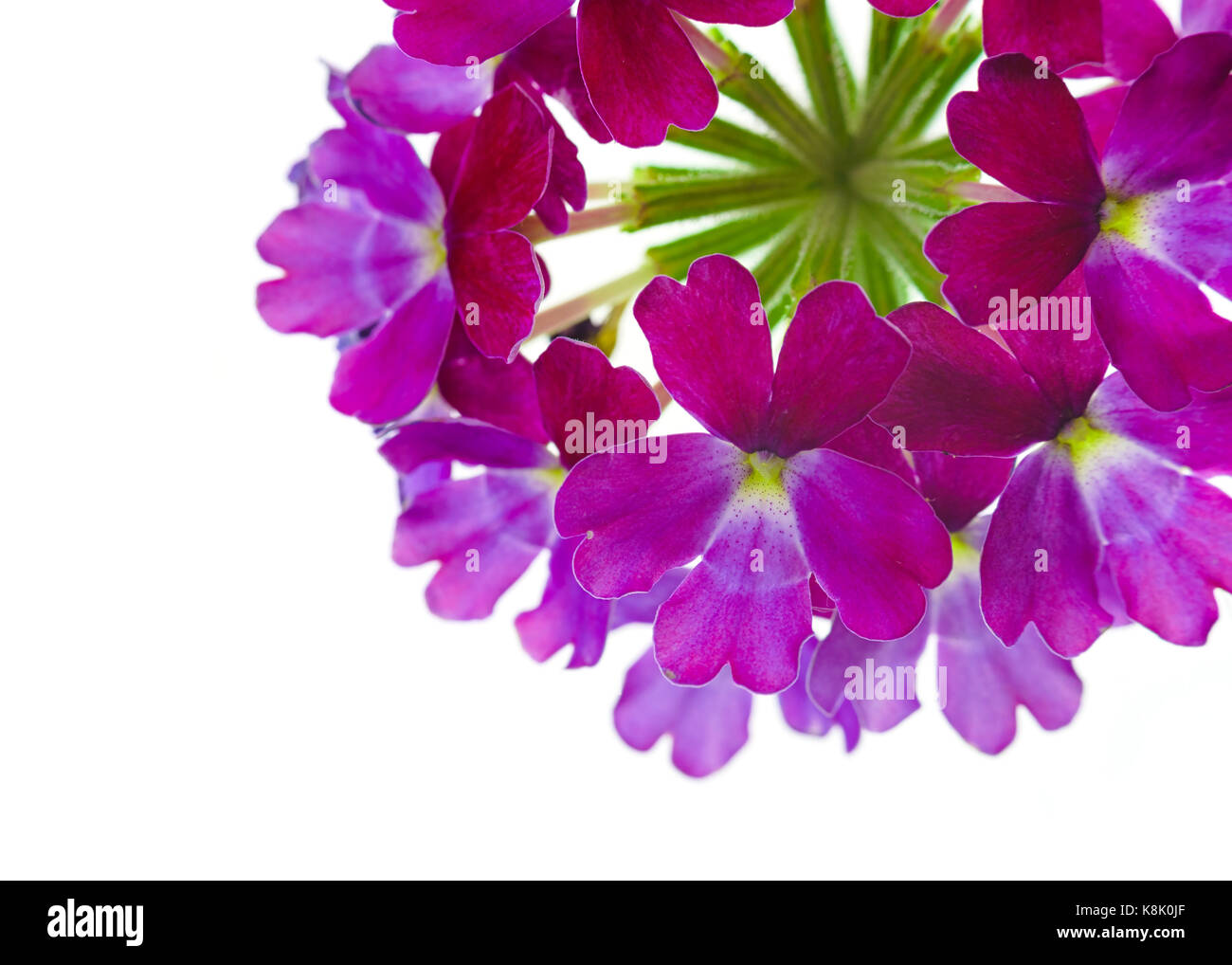 Pink and white verbena hi-res stock photography and images - Alamy