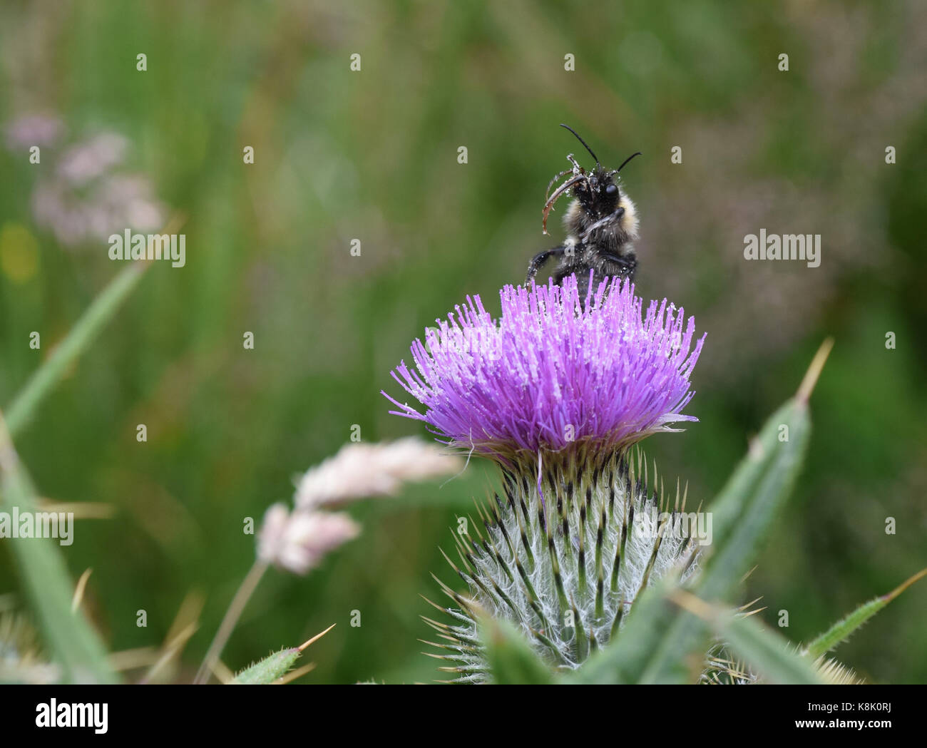 Bee pollinating thistle flowers hi-res stock photography and images - Alamy