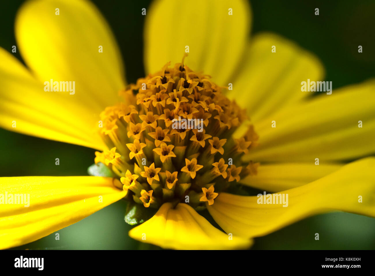 yellow cone flower Stock Photo - Alamy