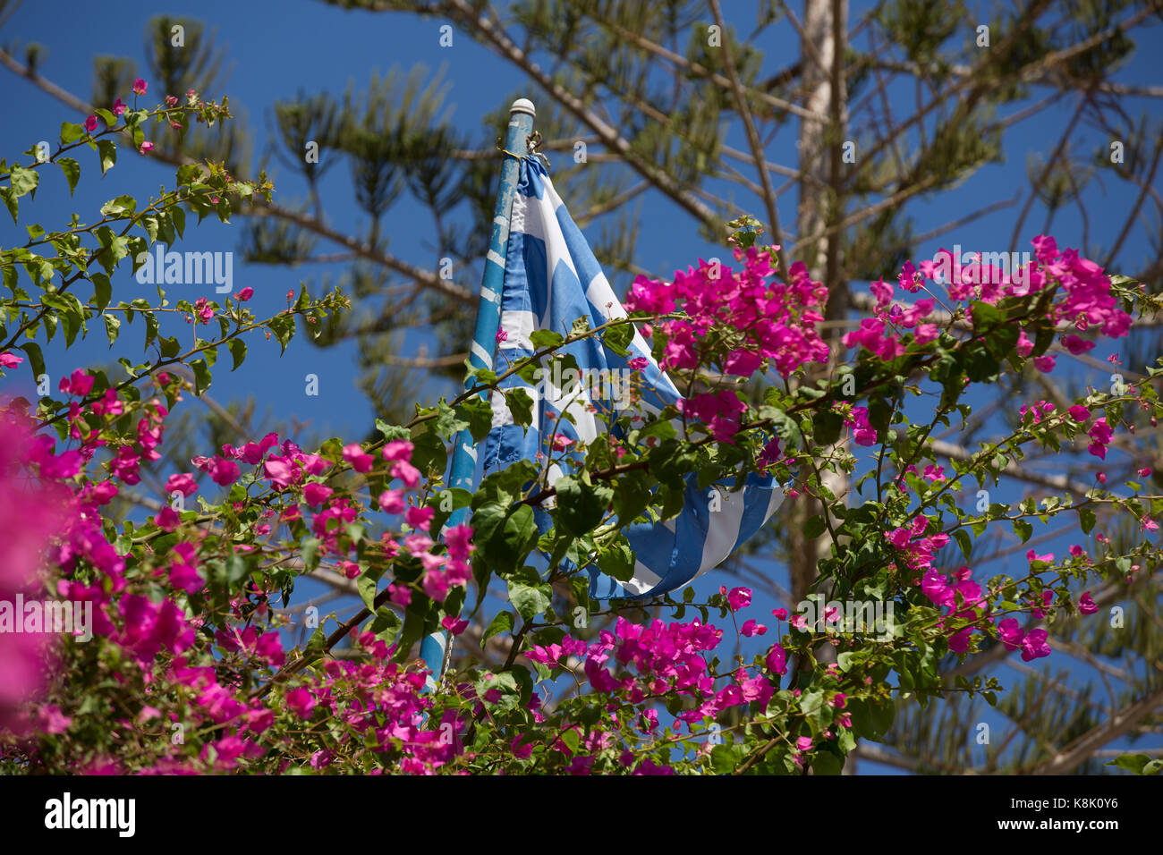Plant flag hi-res stock photography and images - Alamy