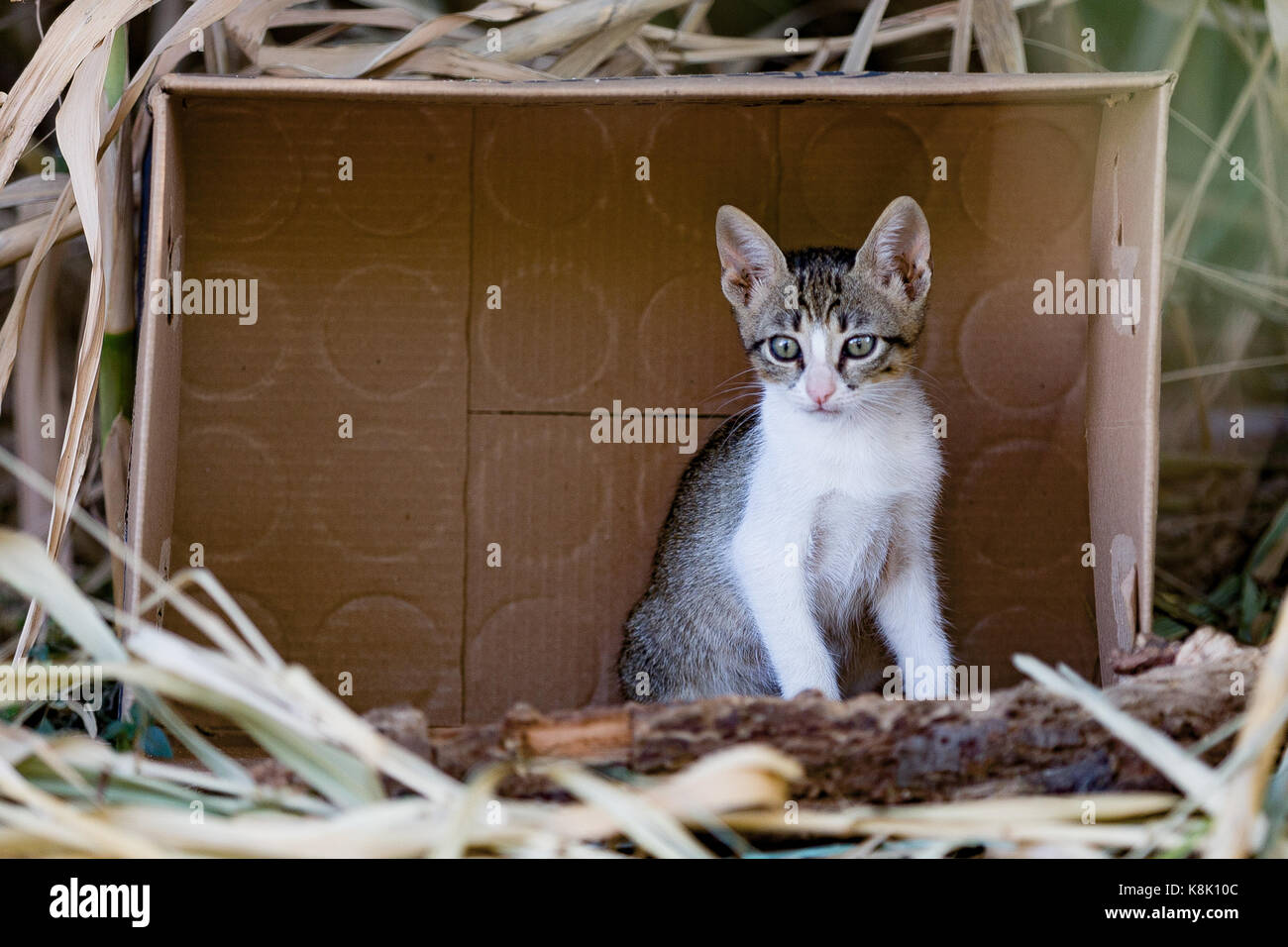 Kitten in a box hi-res stock photography and images - Alamy