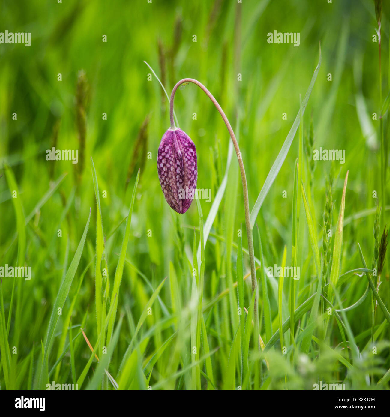 Snake's Head Fritillaries bob in the breeze at Kew Gardens Stock Photo ...