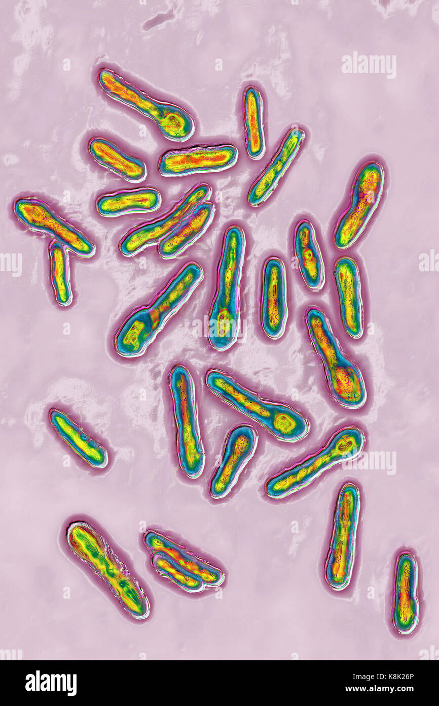 Clostridium botulinum bacteria hi-res stock photography and images - Alamy