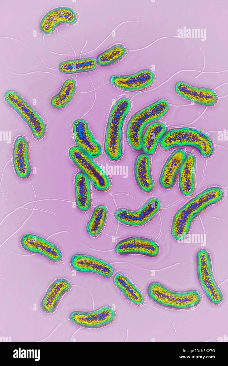 Vibrions hi-res stock photography and images - Alamy