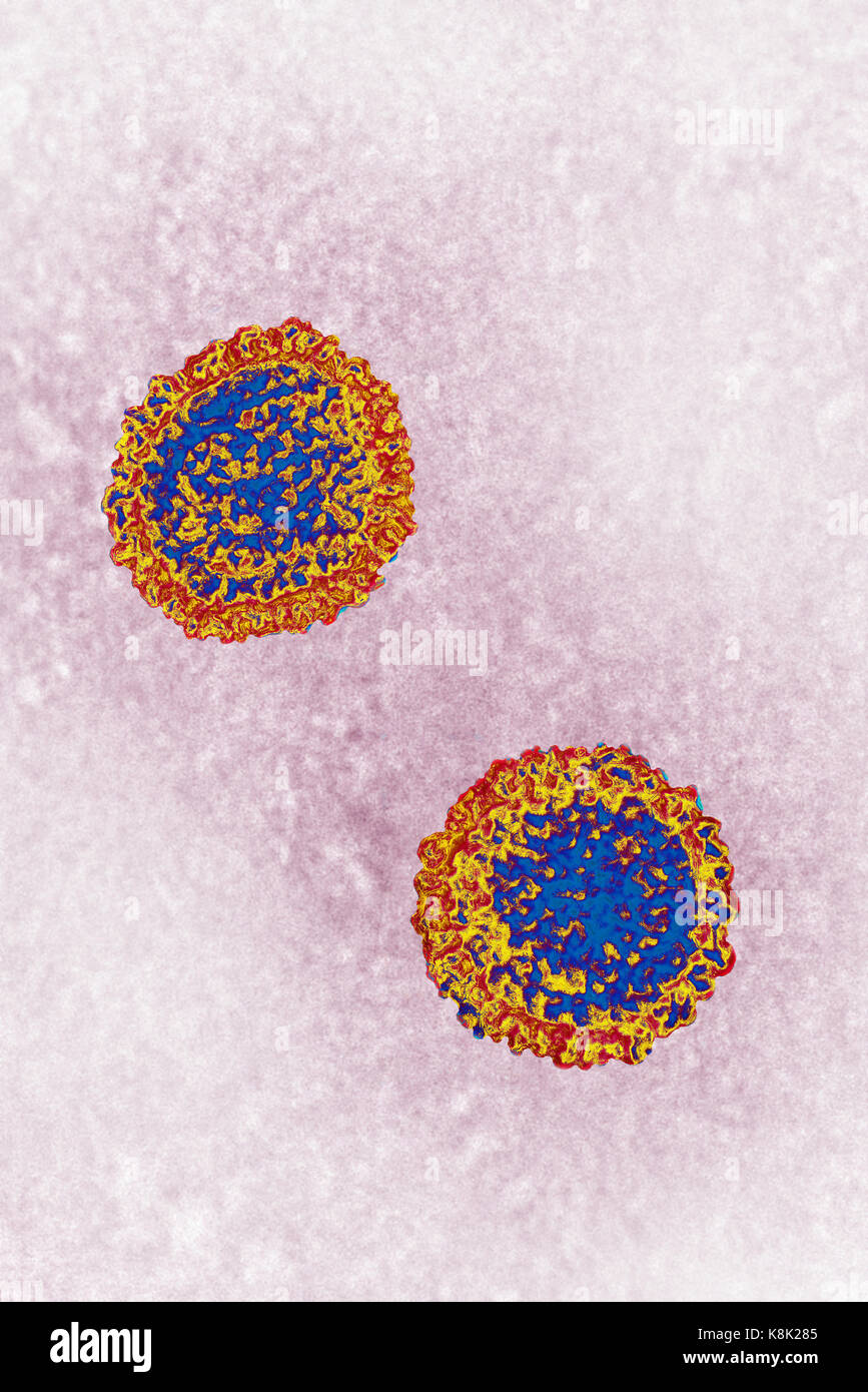 INFLUENZA VIRUS, TEM Stock Photo - Alamy INFLUENZA VIRUS, TEM Stock Photo - Alamy