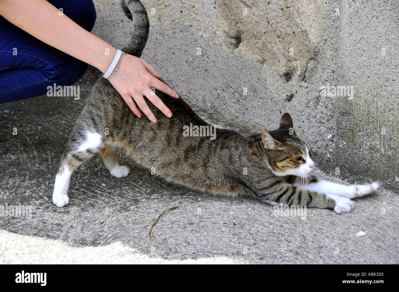 14 year old cat hi-res stock photography and images - Alamy