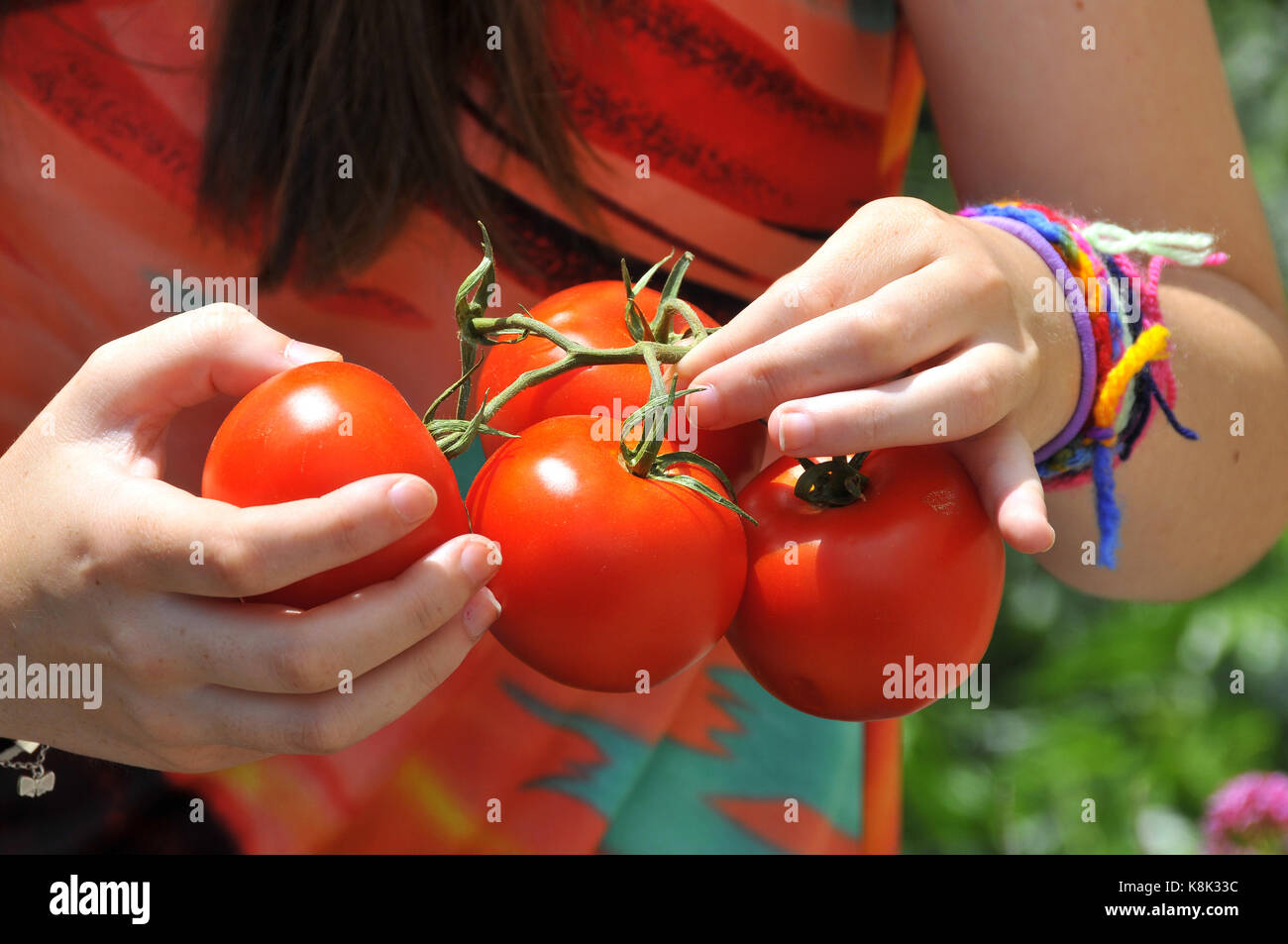 European tomato hi-res stock photography and images - Alamy
