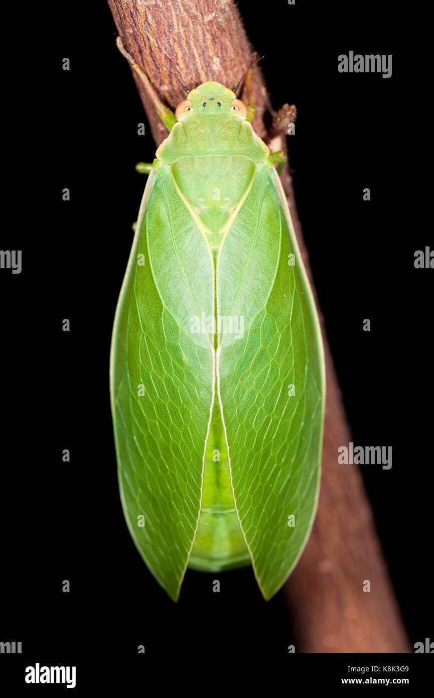 Bladder Cicada (Cystosoma saundersii). Male on branch. Hopkins Creek ...