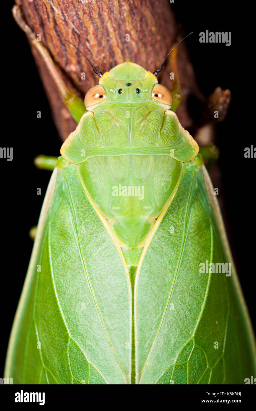 Bladder Cicada (Cystosoma saundersii). Male on branch: close up ...