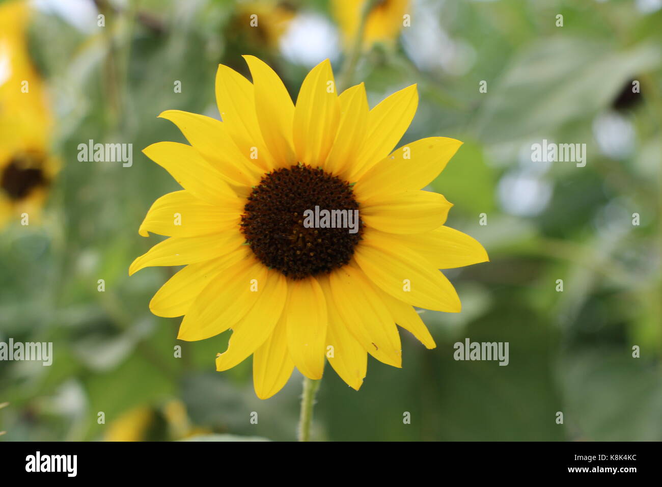 Kansas flower hi-res stock photography and images - Alamy