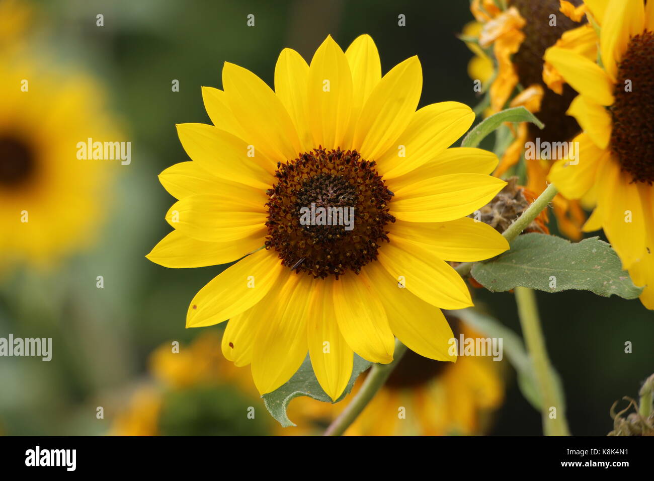 Kansas flower hi-res stock photography and images - Alamy