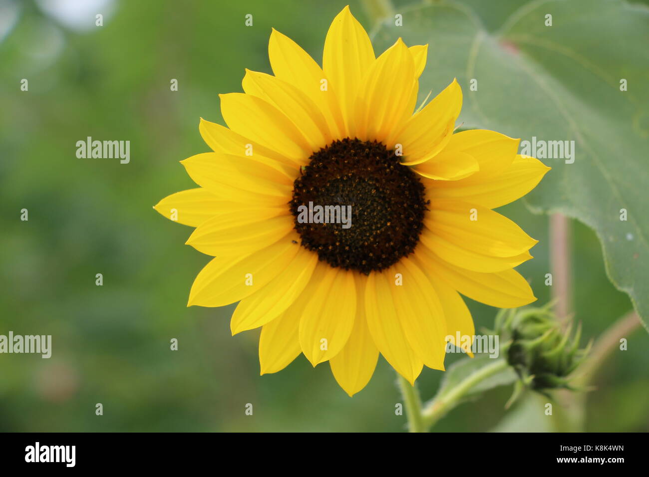 Kansas flower hi-res stock photography and images - Alamy
