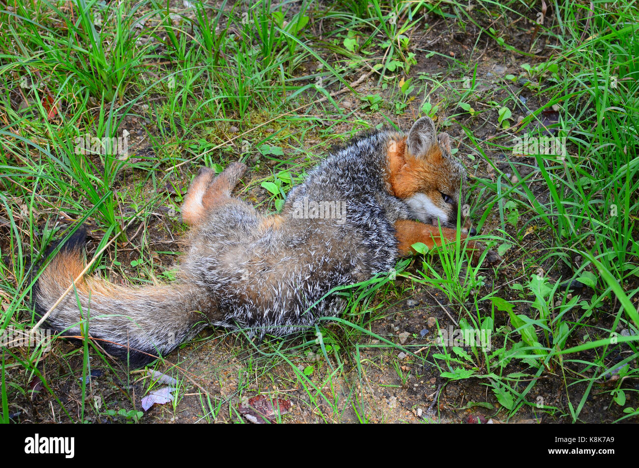 Road dead fox hi-res stock photography and images - Alamy