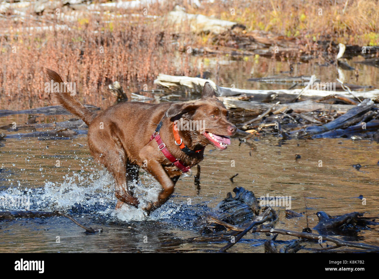 Chocolate lab puppy enthusiastically racing and splashing through a big ...