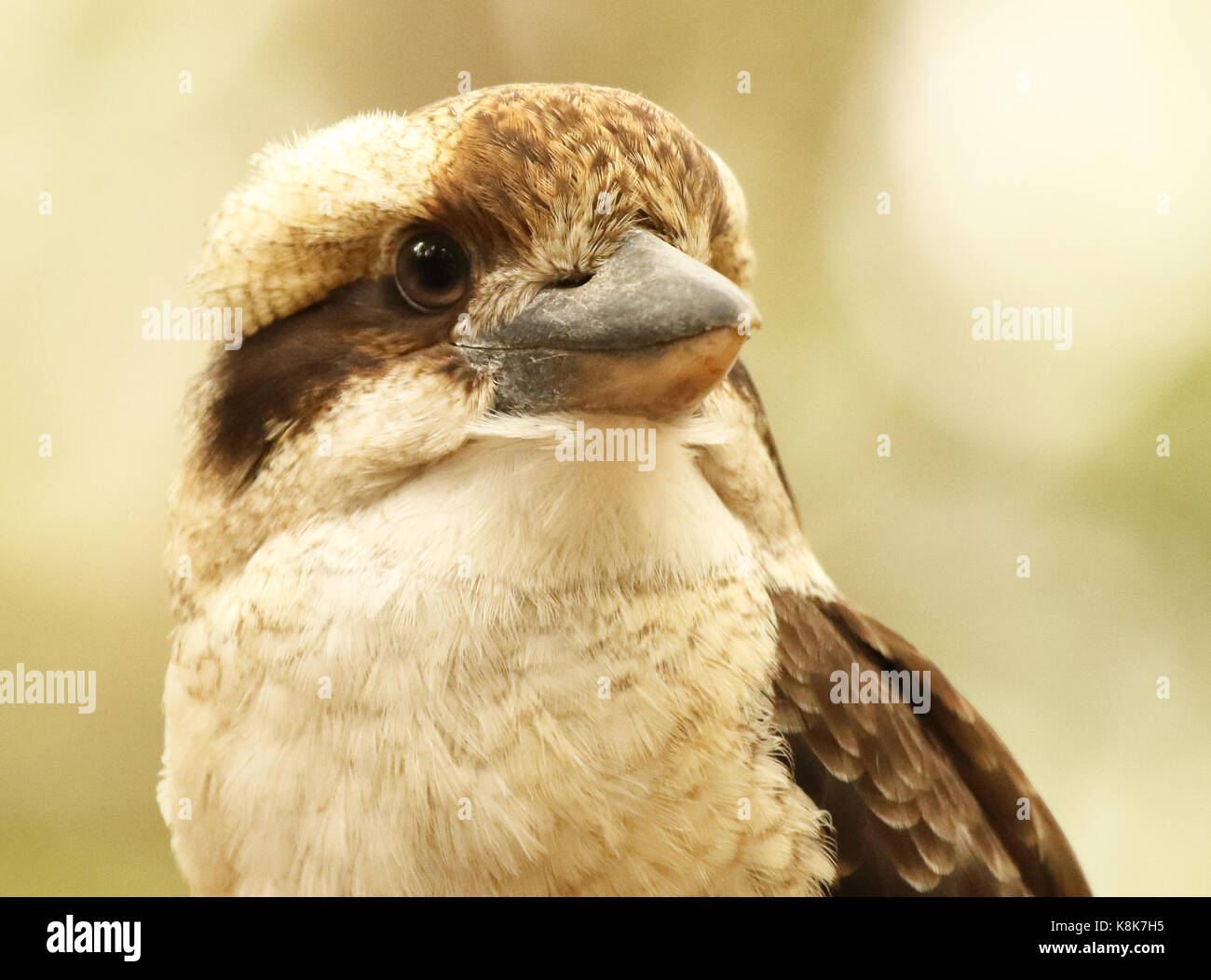 Laughing Kookaburra High Resolution Stock Photography and Images - Alamy