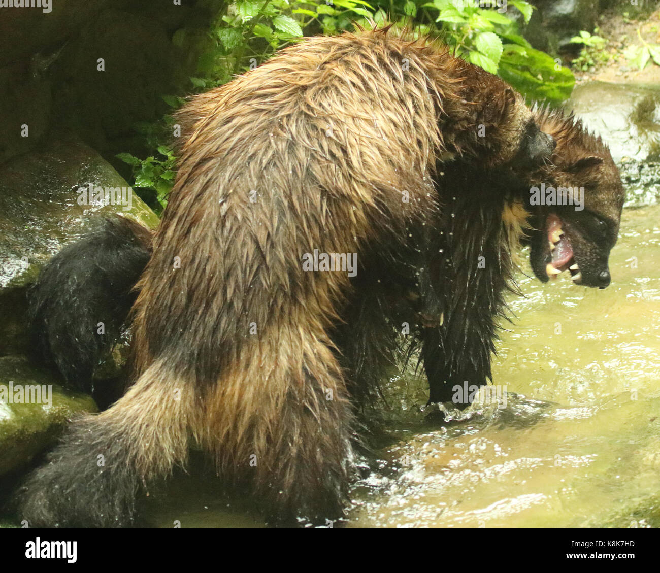 Wolverine Canada Stock Photos & Wolverine Canada Stock Images - Alamy