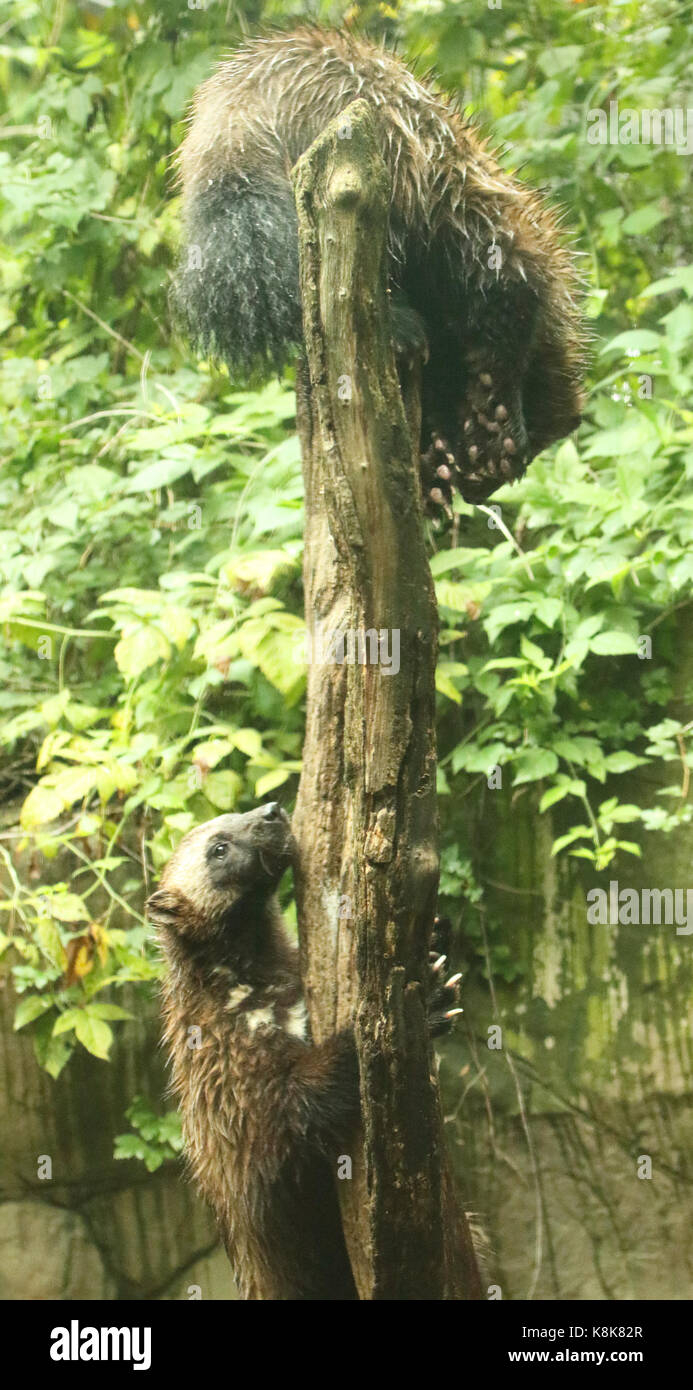 A pair of Wolverines playing tag at the top of a tree Stock Photo - Alamy