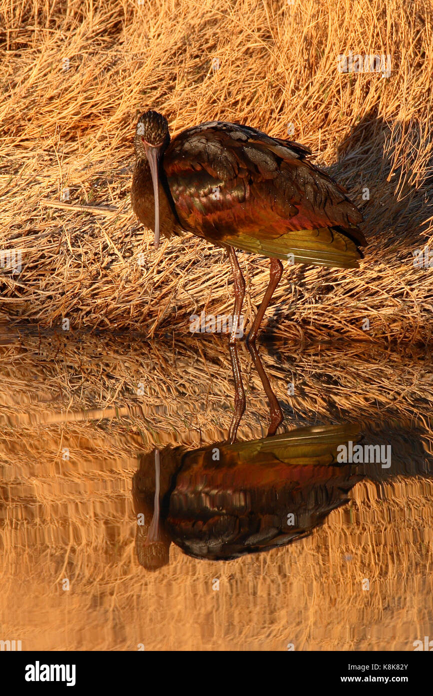 A White-faced Ibis resting with it's reflection on a cold morning in ...
