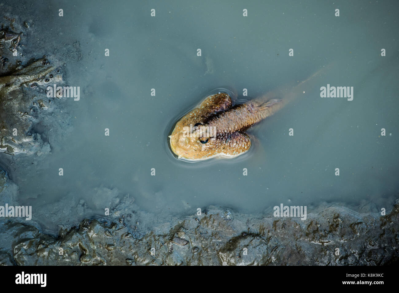 mudskipper fish on the land and sea Stock Photo - Alamy