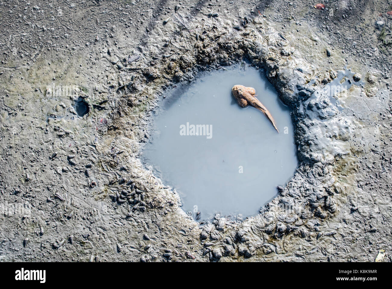 mudskipper fish on the land and sea Stock Photo - Alamy