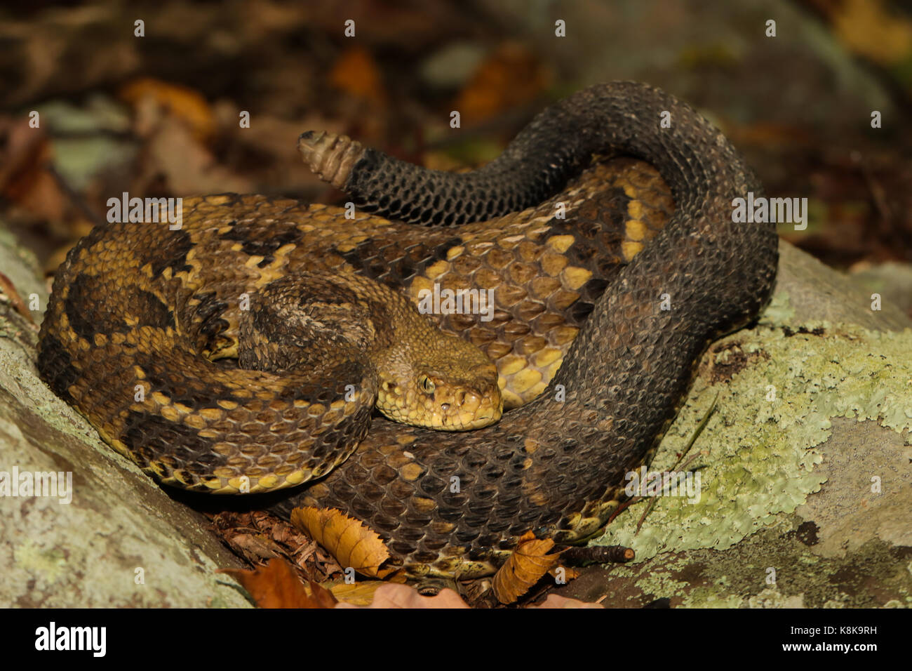 Timber rattlesnake - Crotalus horridus Stock Photo - Alamy
