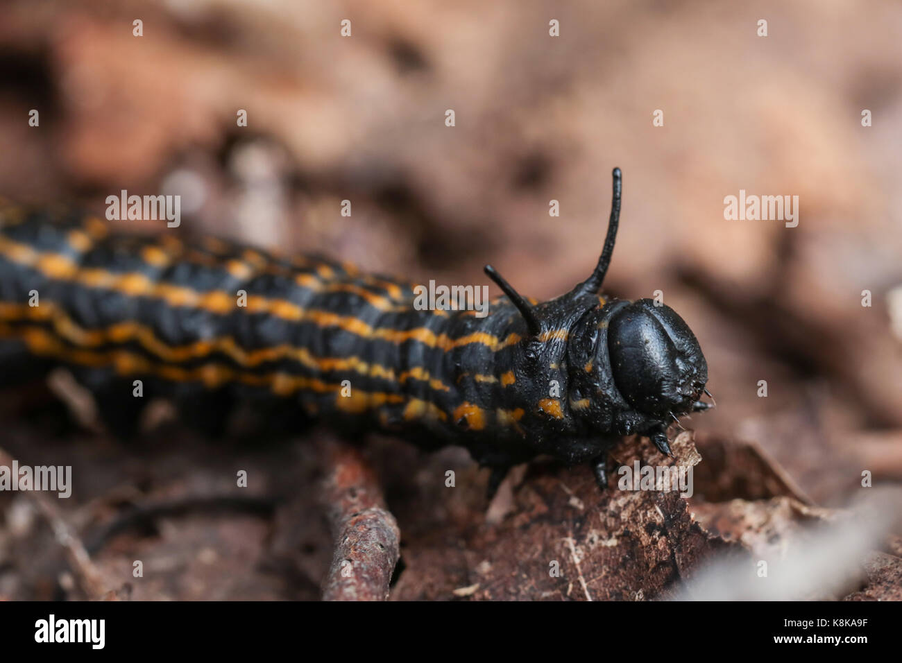 Orange-striped oakworm caterpillar - Anisota senatoria Stock Photo - Alamy