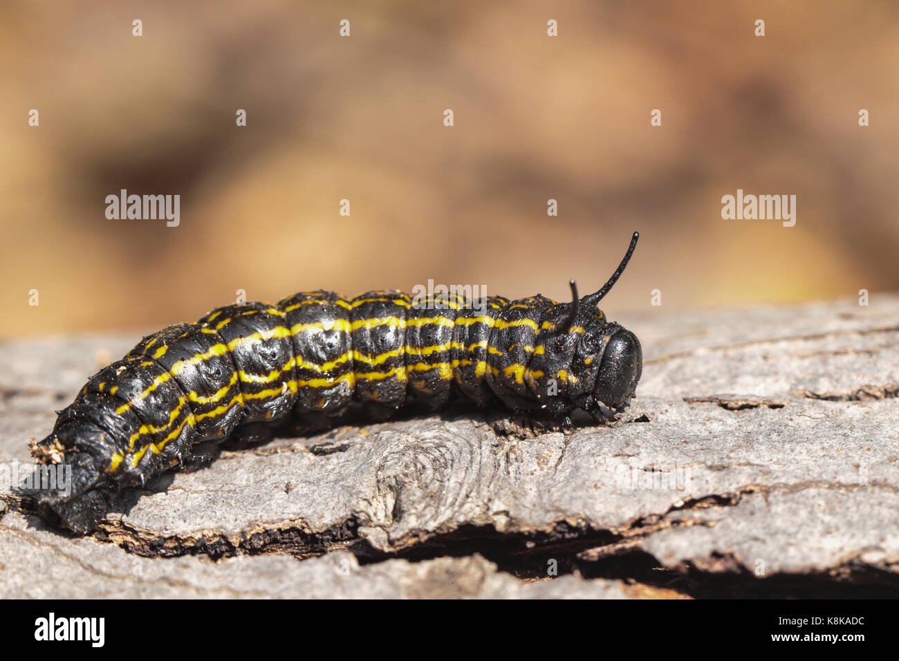 Orange-striped oakworm caterpillar - Anisota senatoria Stock Photo - Alamy