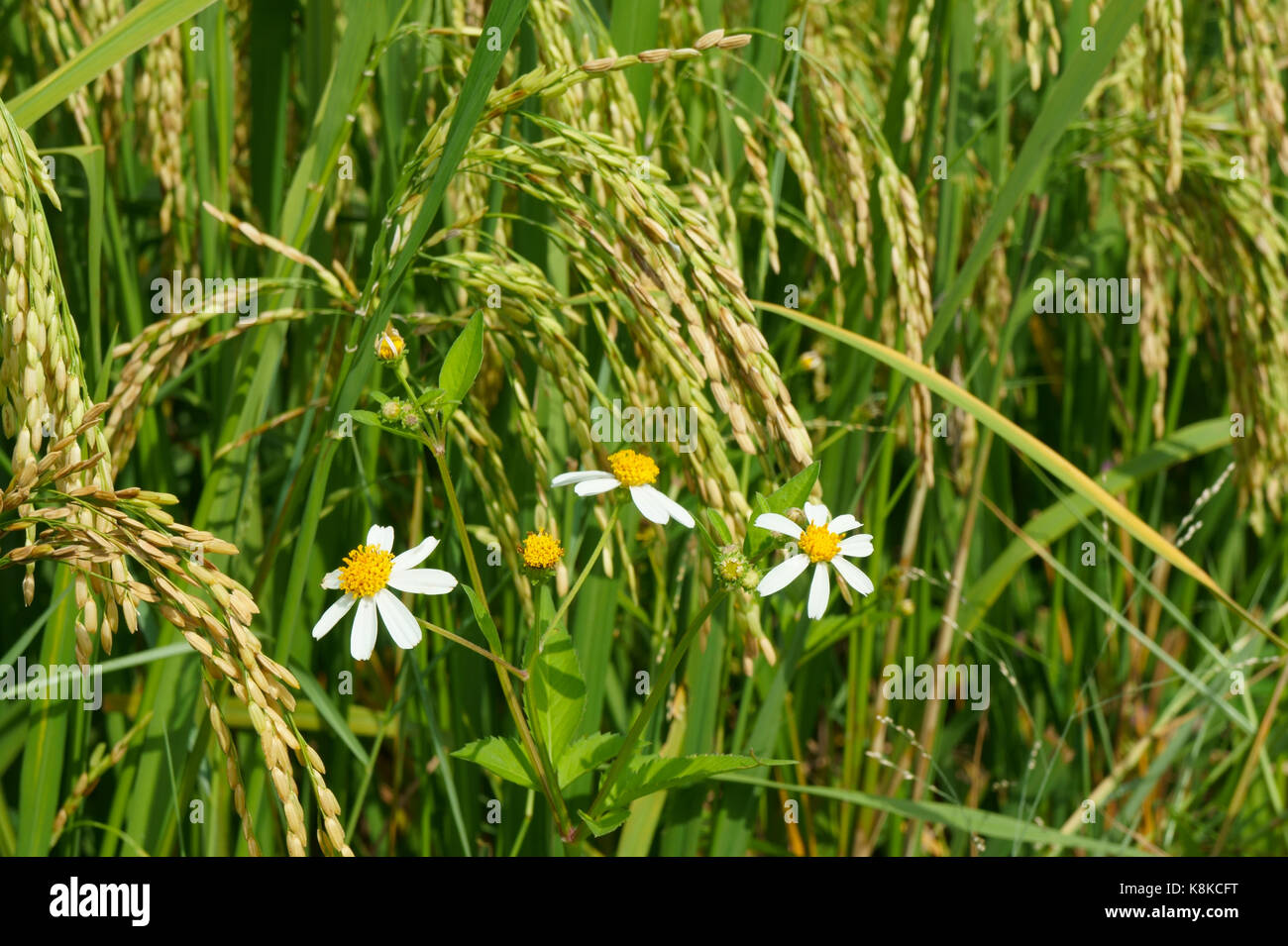 Flowers on the background of rice paddy Stock Photo - Alamy