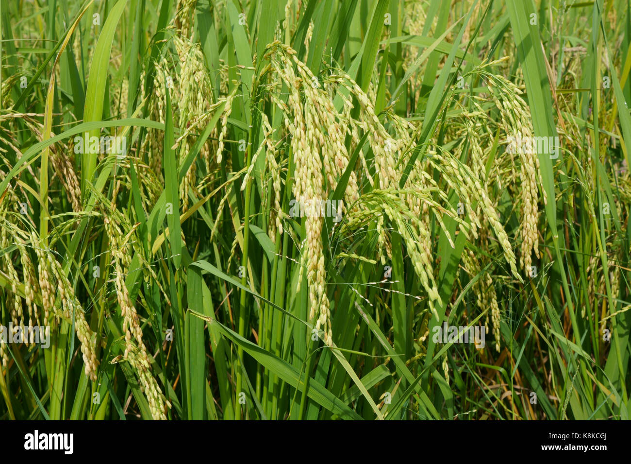 Close up rice paddy Stock Photo - Alamy