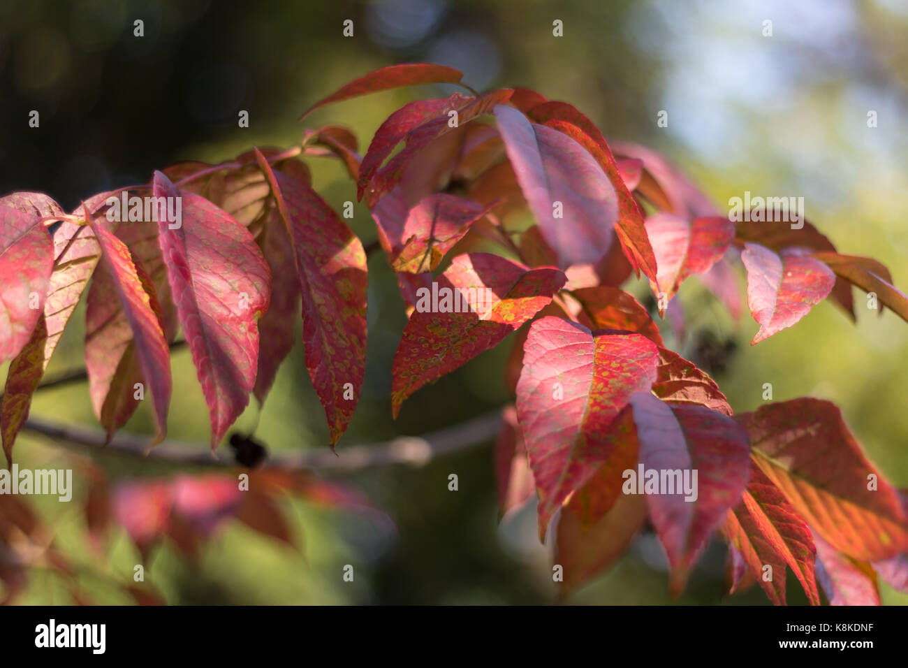 Ash fall hi-res stock photography and images - Alamy