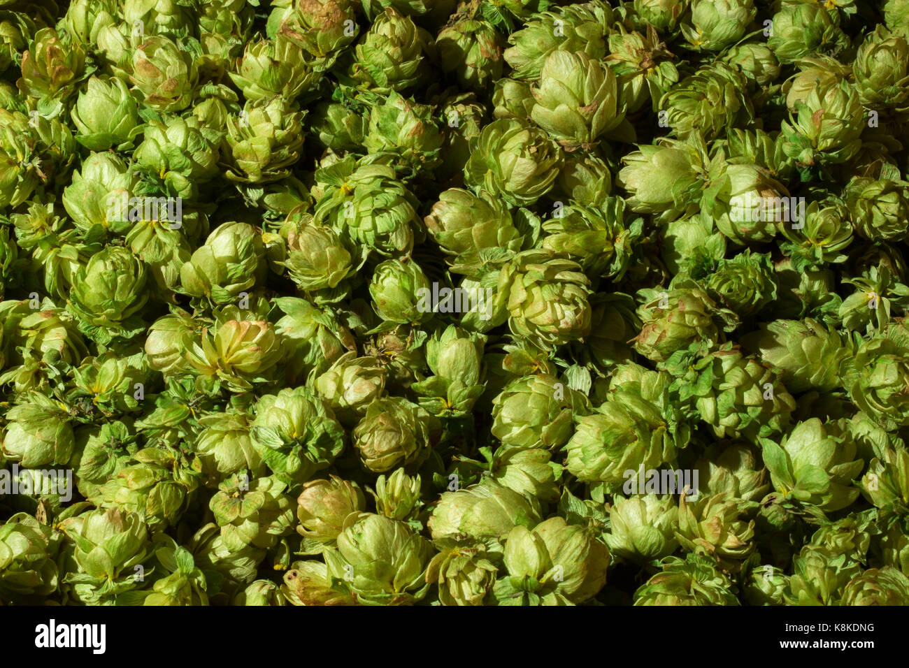 Cone Hops High Resolution Stock Photography and Images - Alamy