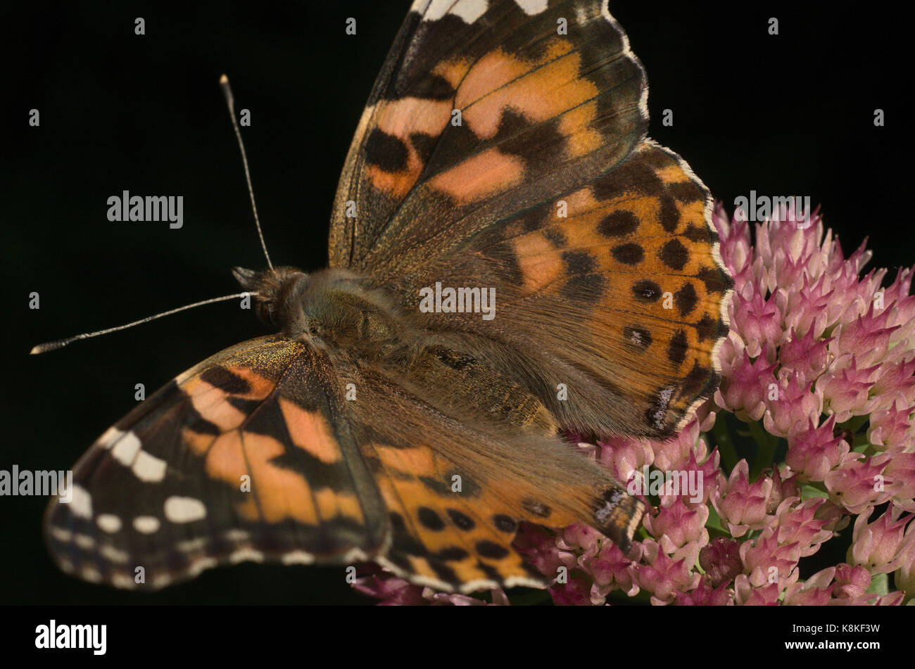 American Painted Beauty Butterfly Nectaring Sedum Flowers Stock Photo ...