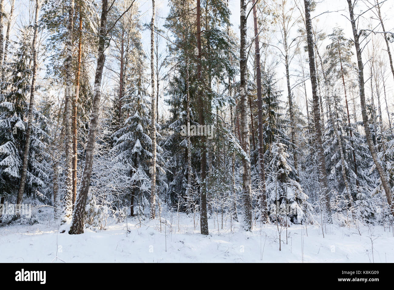 spruce, pine and birch trees and other trees growing in a mixed forest ...