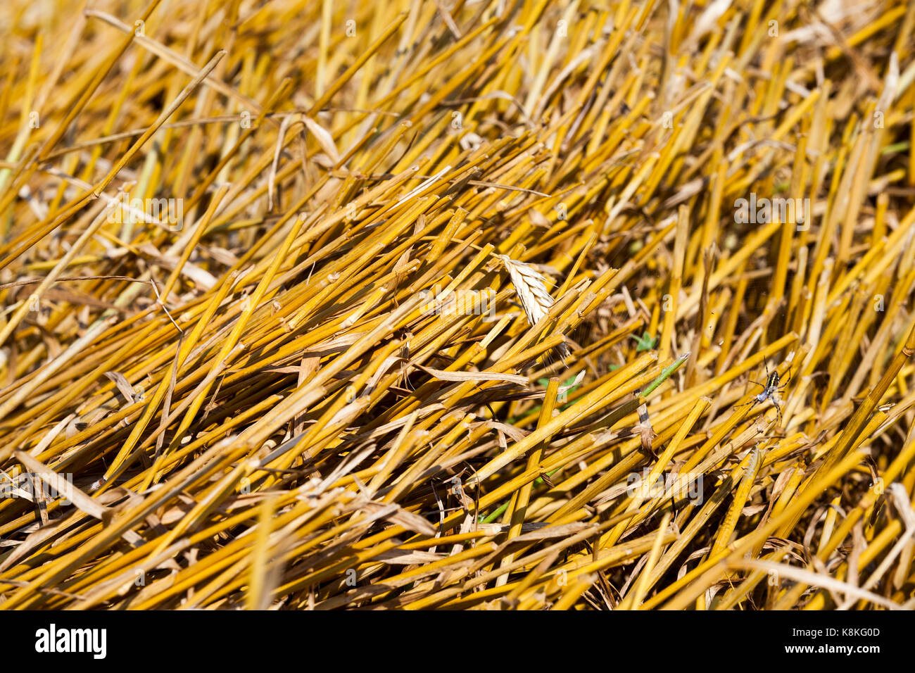 sharp parts of yellow dry wheat straw after harvesting cereal. Summer ...