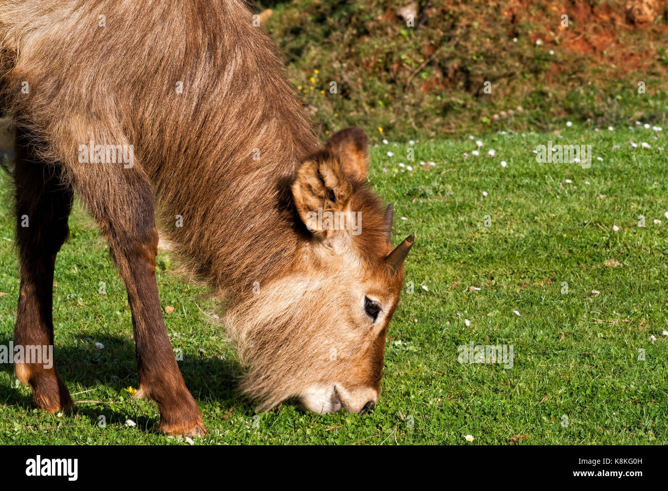 Mammalian herbivores hi-res stock photography and images - Alamy