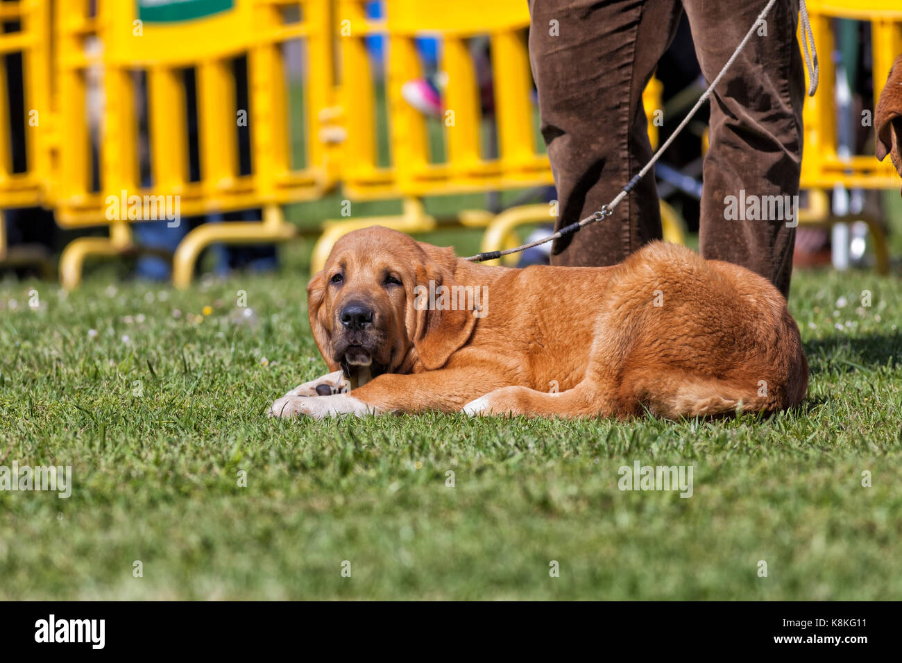 Training of Mastiff dogs Stock Photo - Alamy